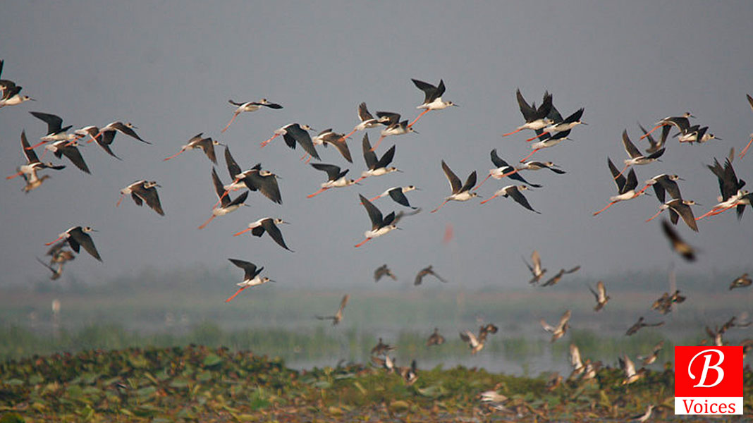 Flying With a Blue Bird | Balochistan Voices